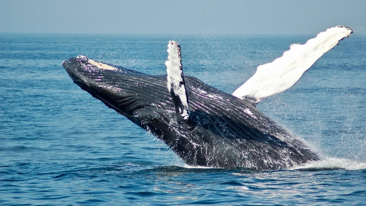 Scientists communicated with humpback whale
