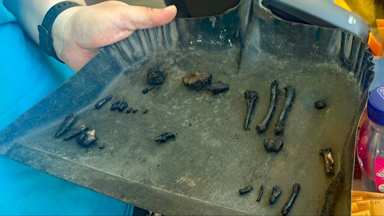 50,000-year-old mammoth and saber-toothed tiger fossils are astonishing ...