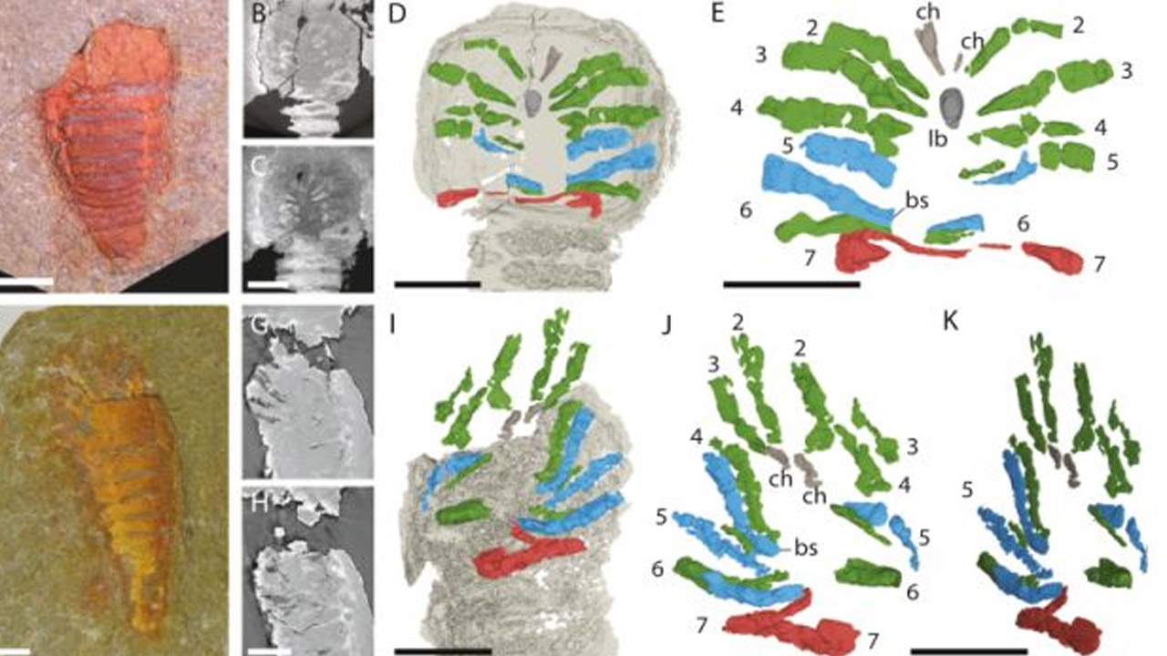 The common ancestor of scorpions and spiders been discovered!