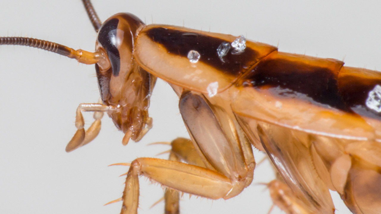 Why are cockroaches so common? We are the reason! - ShiftDelete.Net Global