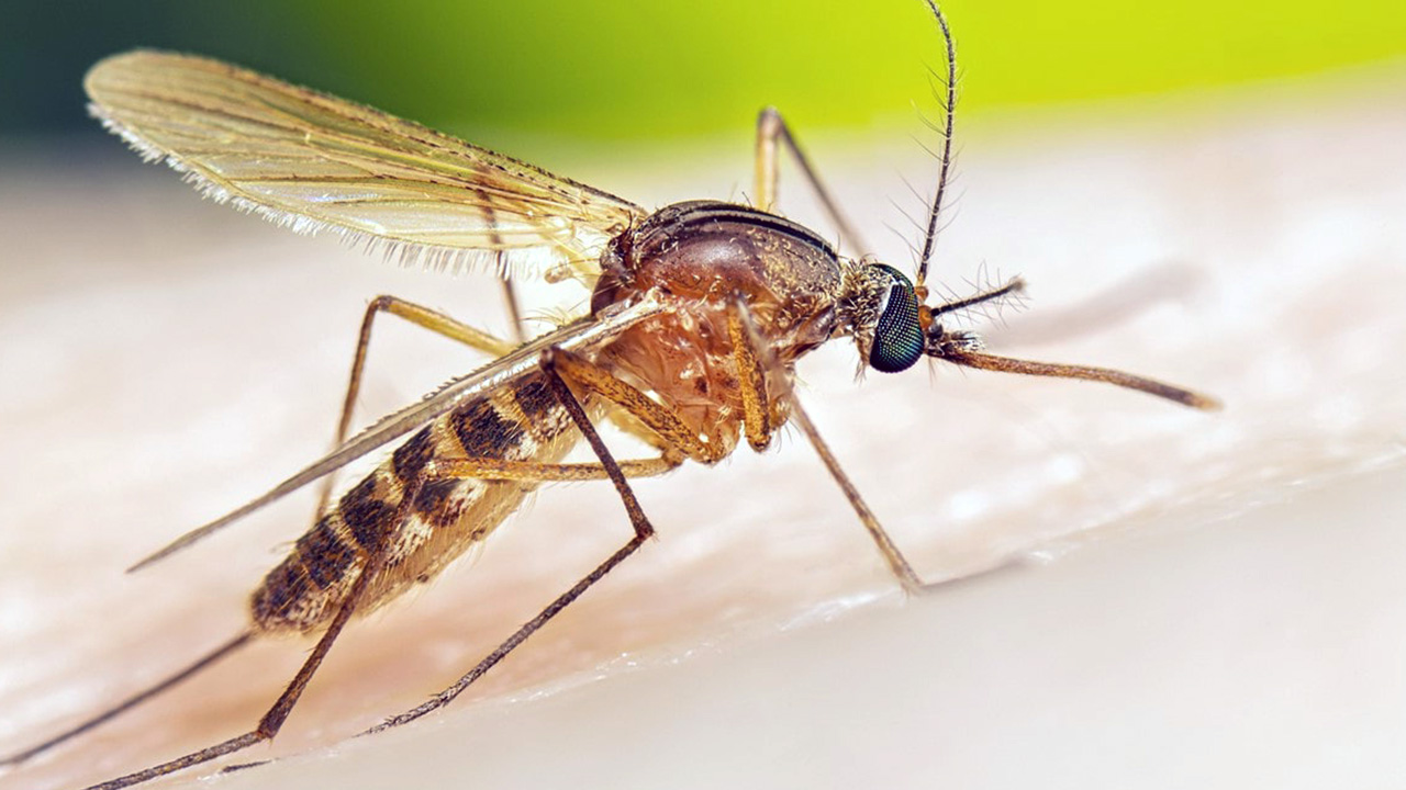 The new way to fight flies: Drones - ShiftDelete.Net Global