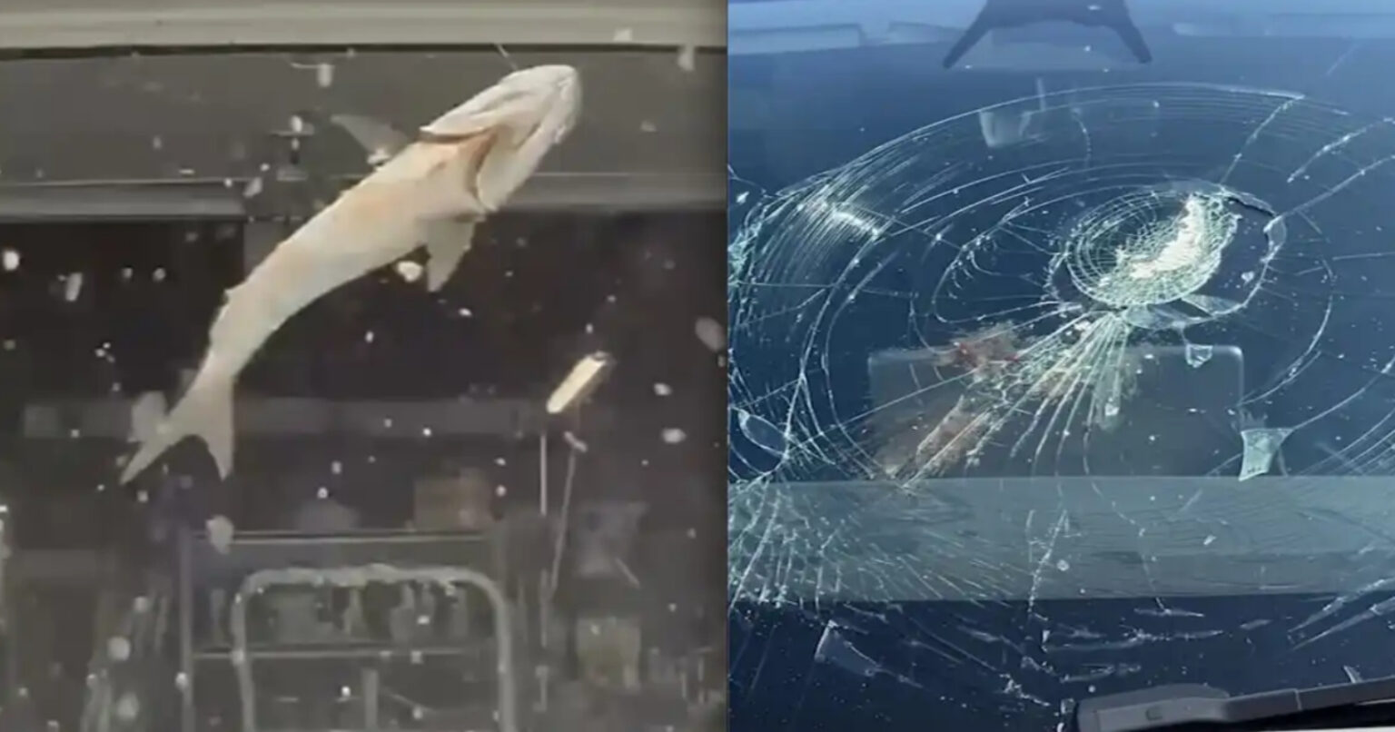 Flying fish? A fish falling from the sky broke the Tesla's window ...