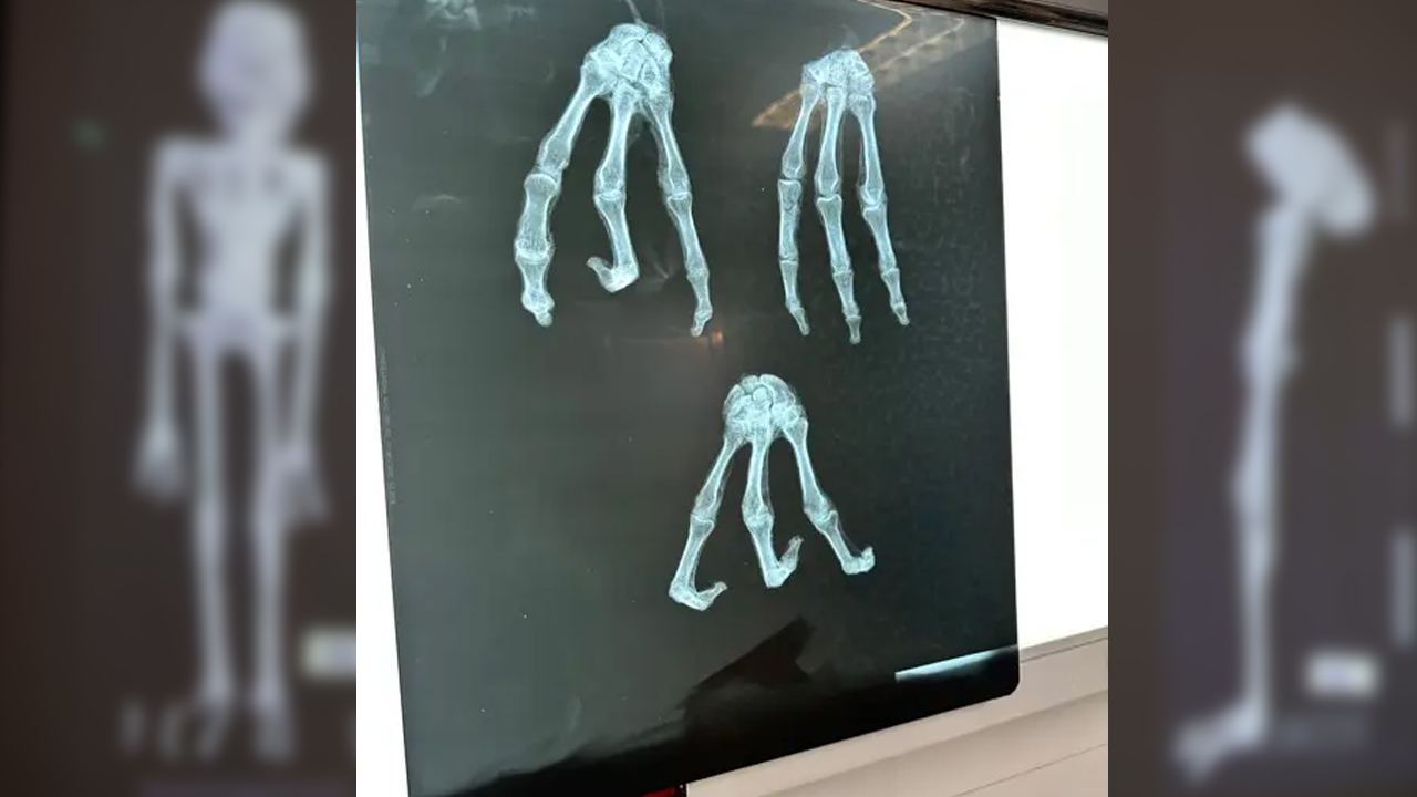 Scientists stunned by analysis of the alien mummy found in Peru